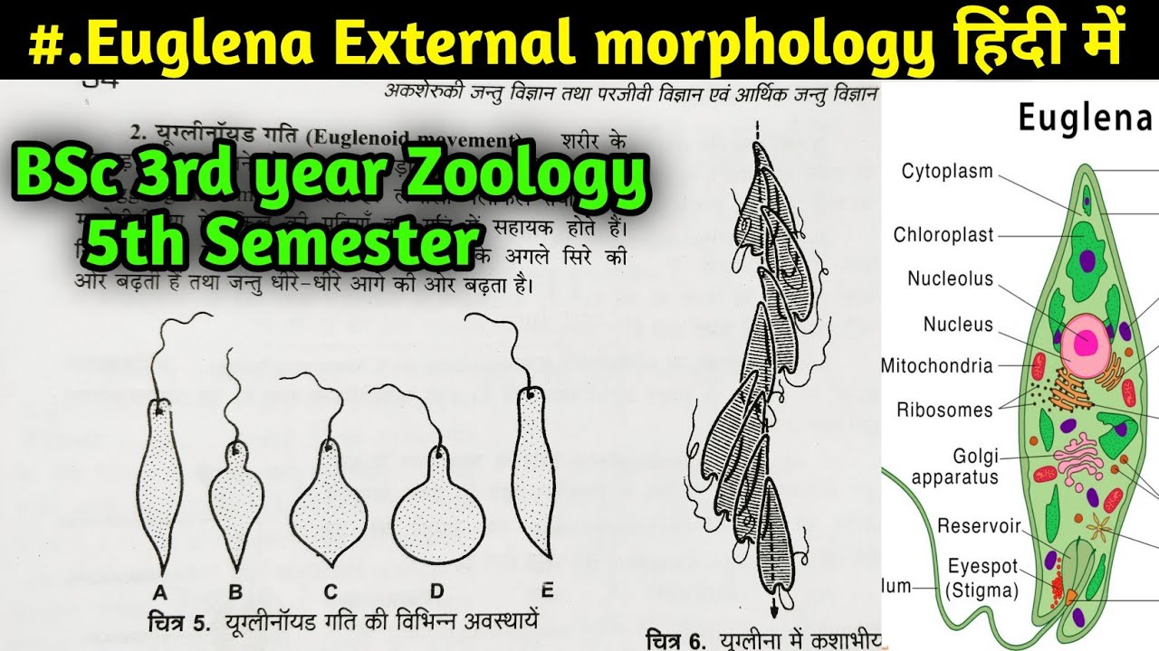 Euglenoid movement in Euglena || Locomotion in Euglena || Flagella ...