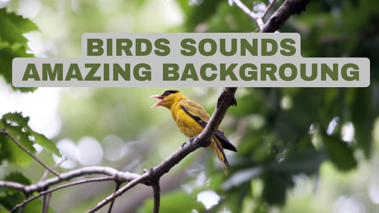 BIRDS CHIRPING | FOREST BIRDSONG | RELAXING NATURE SOUNDS STUDYING ...