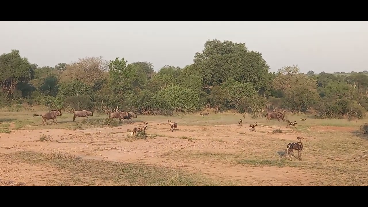 wild beast chasing wild dogs - YouTube
