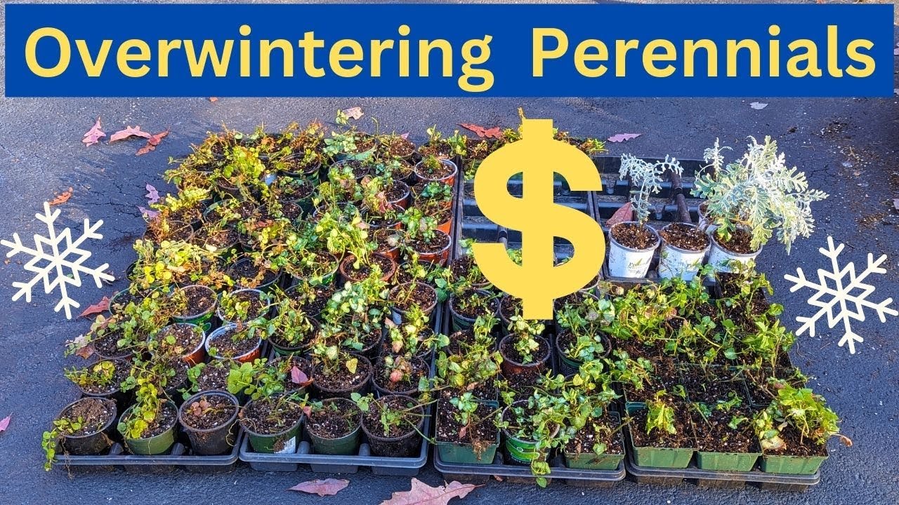 Overwintering Perennials In Pots Plants