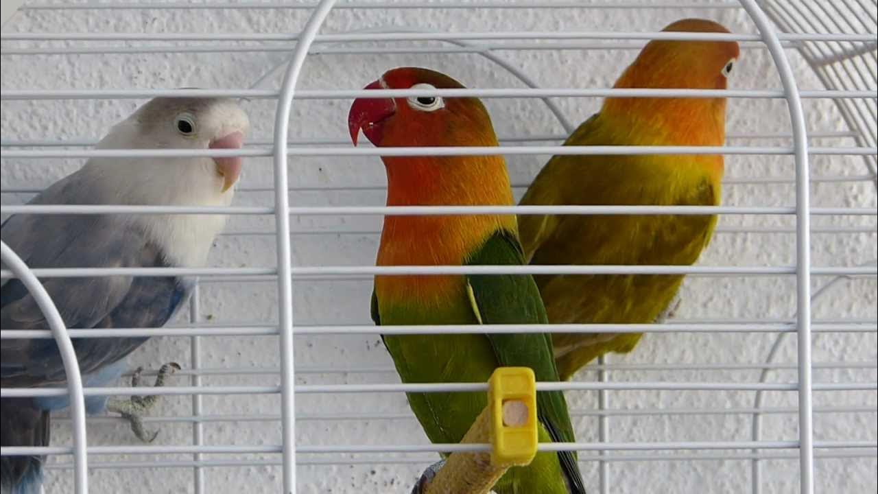 World's best singing agapornis - Los mejores agapornis inseparables del mundo cantando - YouTube