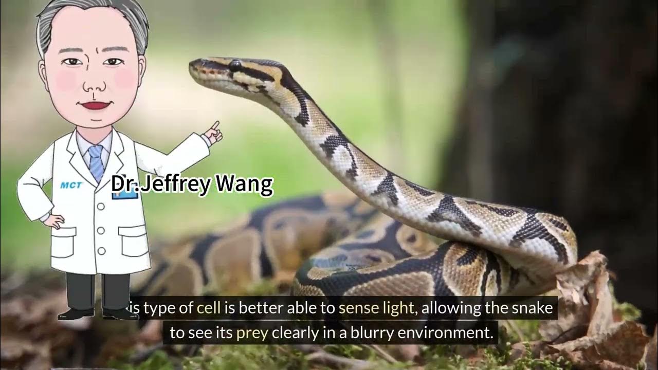 The evolutionary history of snakes 2 - YouTube