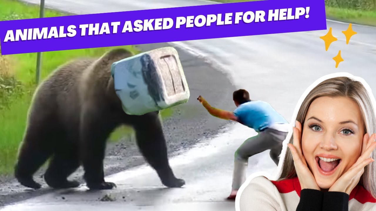 ANIMALS THAT ASKED PEOPLE FOR HELP! - YouTube