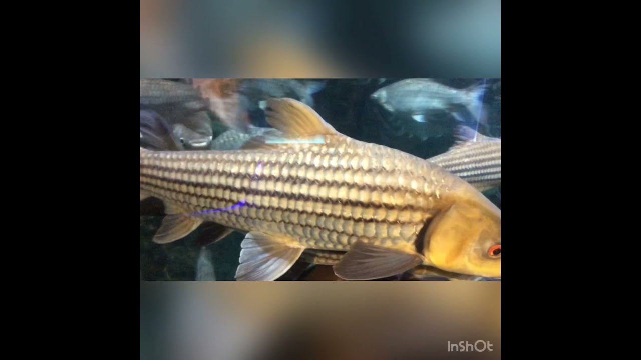 Jullien’s Golden Carps feat Golden Mahseers and Golden Arowana - YouTube