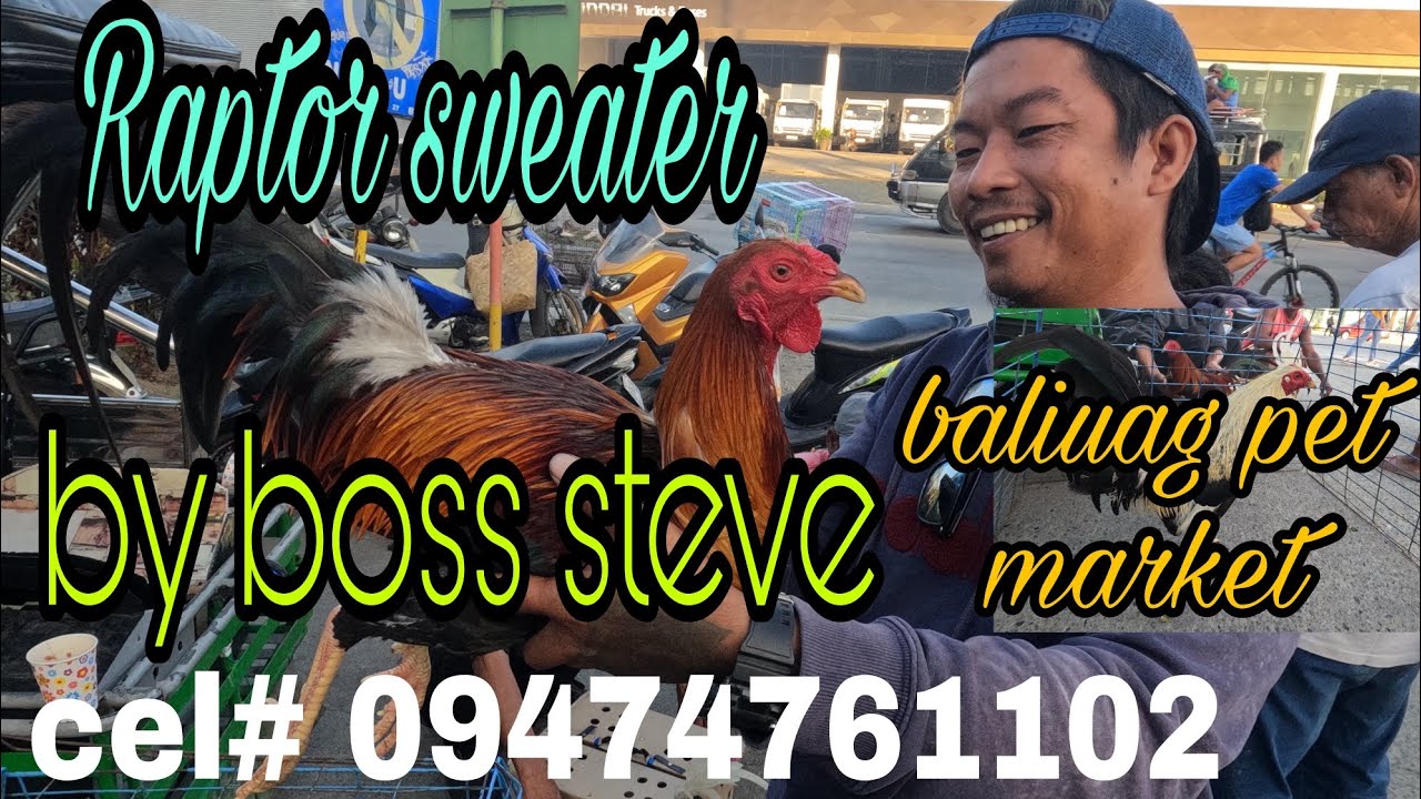 Raptor sweater by boss Steve, baliuag pet market. - YouTube