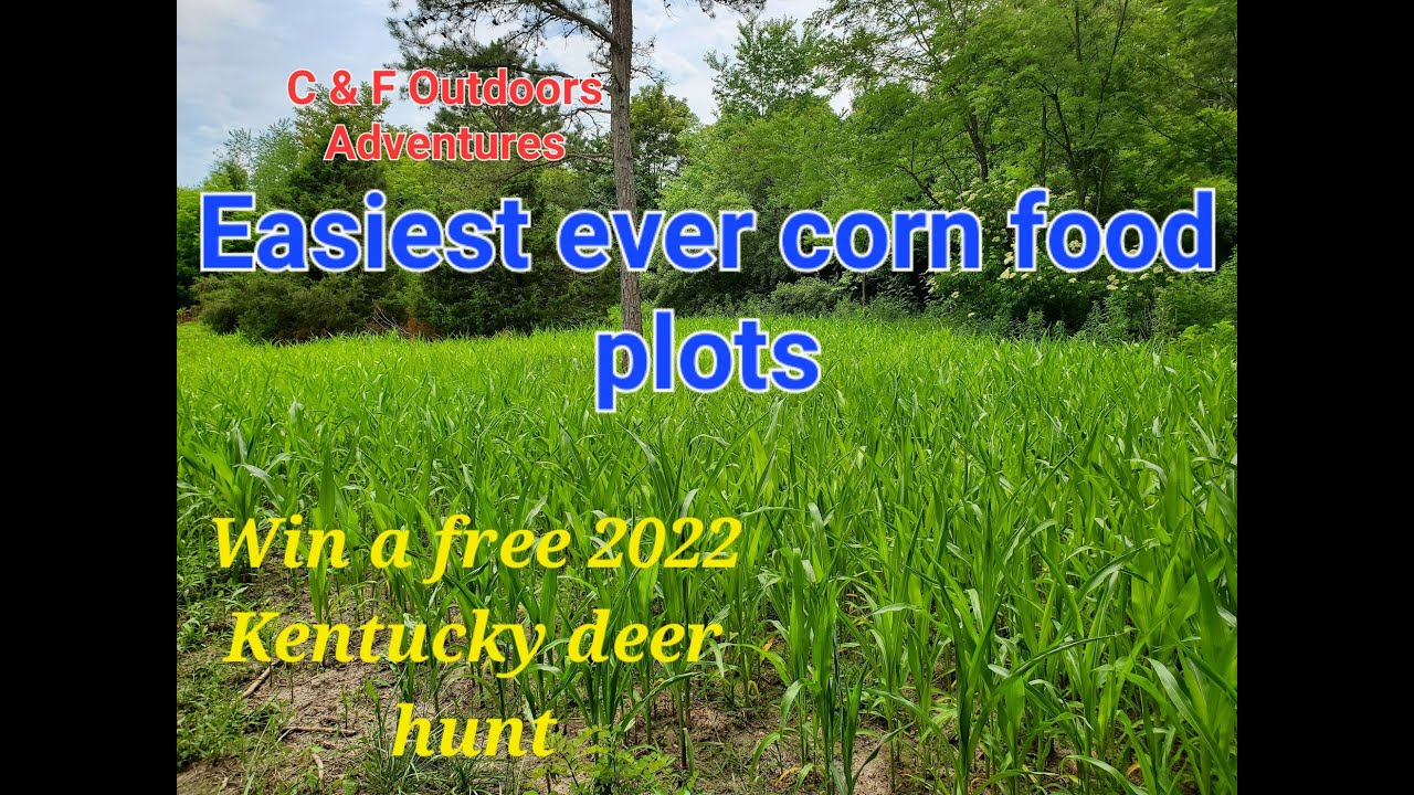 Corn food plot - YouTube