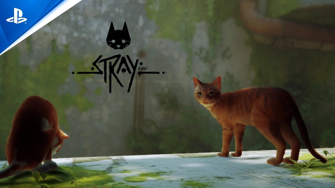 STRAY Beautiful Opening Scene - YouTube