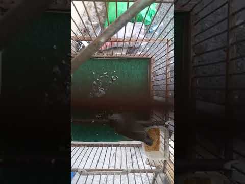 pancingan yuhina dada putih...