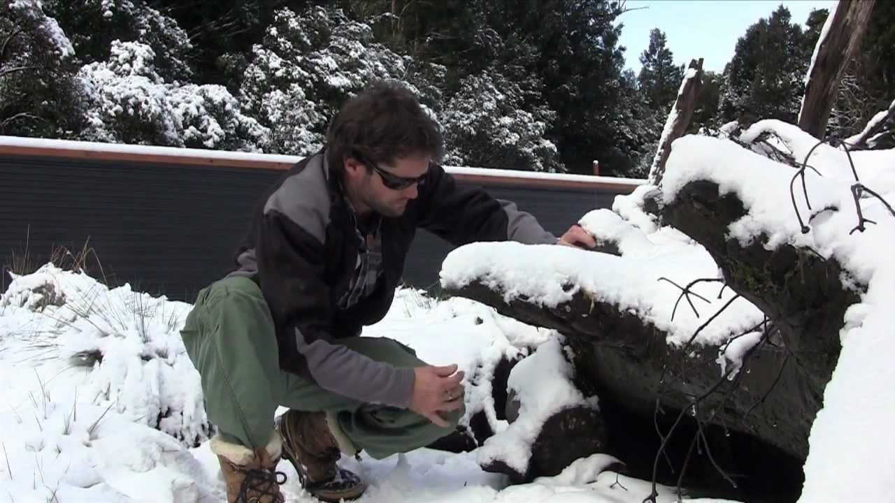 Winter at Devils@Cradle - Tasmanian devil Sanctuary - YouTube