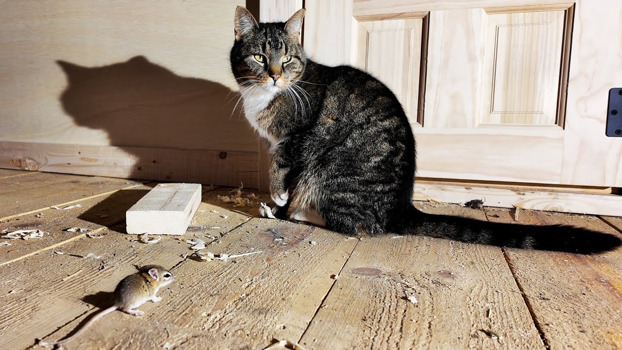 Building a Bird Hatchery: Action was Taken (Episode 6) - YouTube