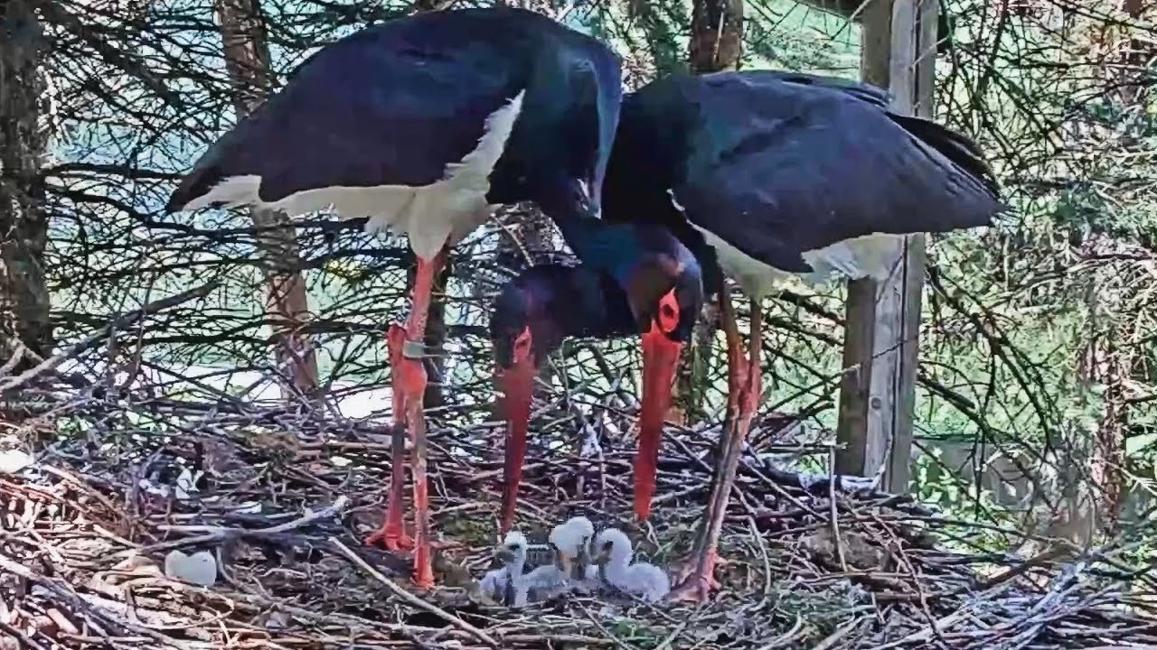 Čápi černí Makov | Čtyři čápátka Toničky a Toníčka | Four stork chicks ...