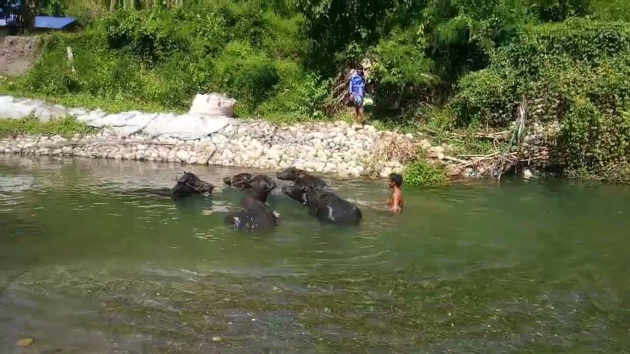 Sumakay ng maliit na kalabaw sa ilog - YouTube