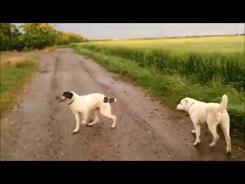 Közép-ázsiai juhász Central-Asian Shepherd