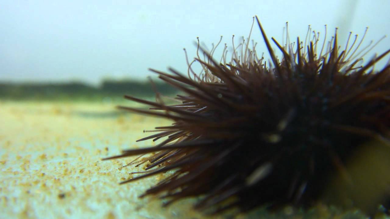 Sea hedgehog : One minute in the life of a sea urchin. - YouTube
