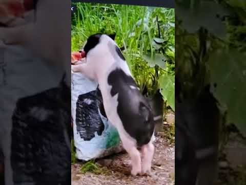 Porquinho dançarina🐖