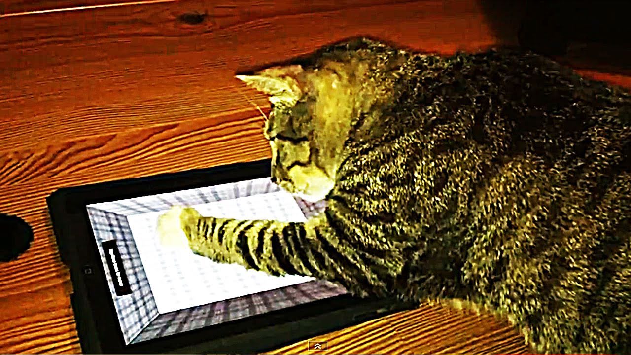 Cat Playing With iPad - YouTube
