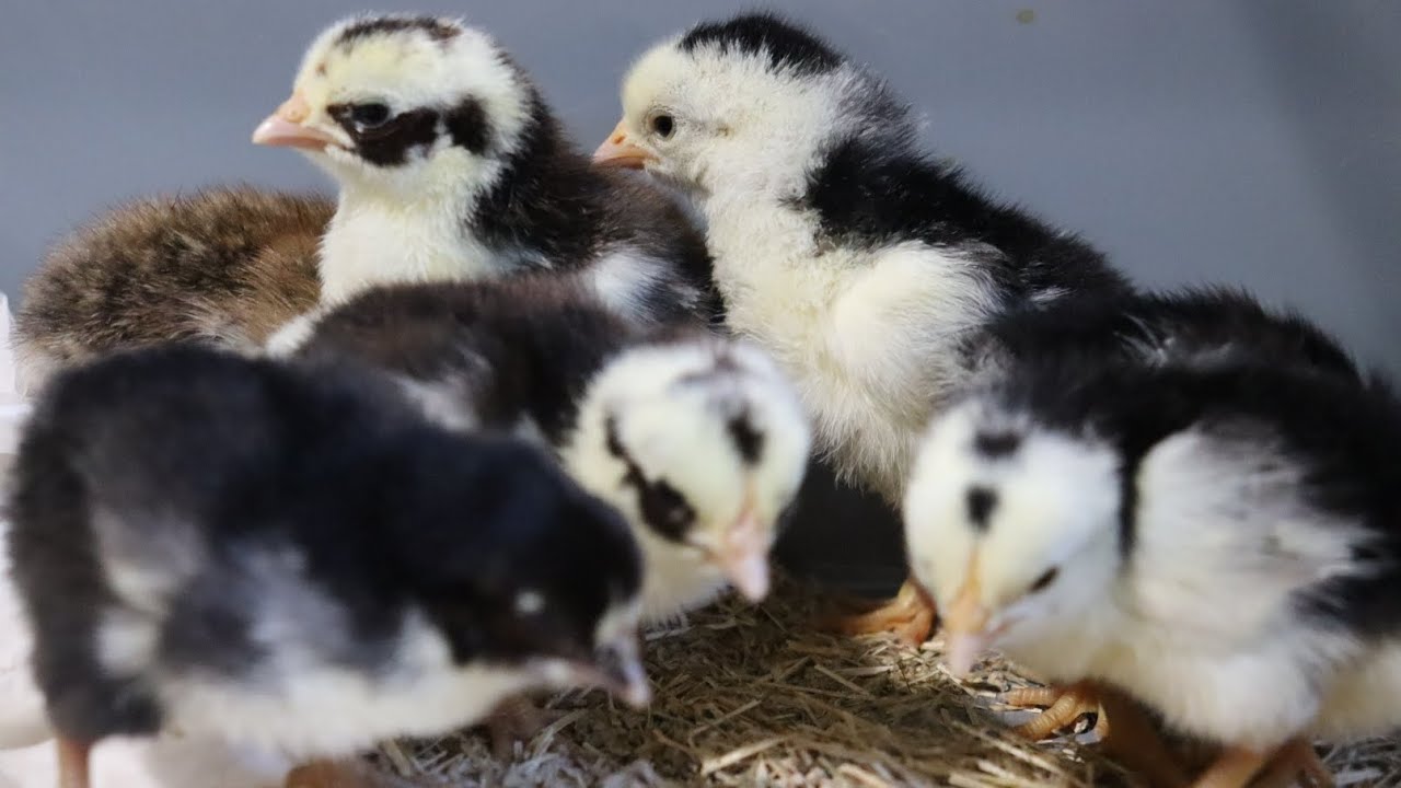I got the chick breeder (2 part ) 🐣🐤🐣🐤🐣🥰 - YouTube