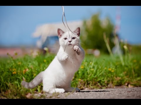 Top 5 Smallest Cat Breeds In The World