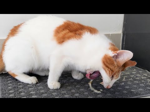Cat Throwing Up