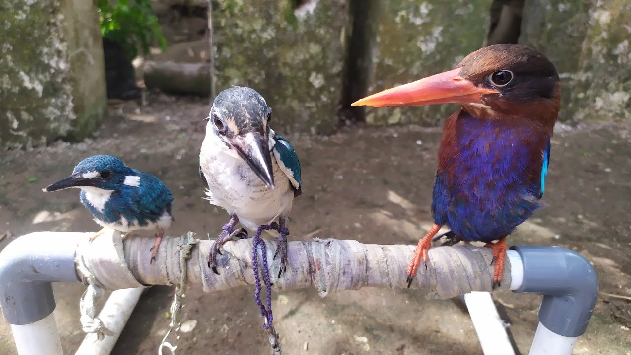 Merawat 3 Jenis Raja udang auto bikin senang - YouTube