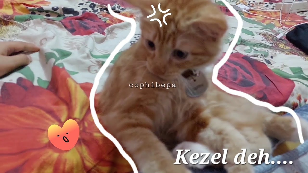 Yappa kesel diisengin‼️ | #cat #cats #catlover #yappafamily - YouTube