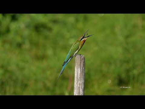 Blue-tailed Bee-eaters' call