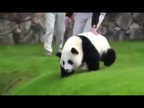 Aşk Acısı Çeken Panda