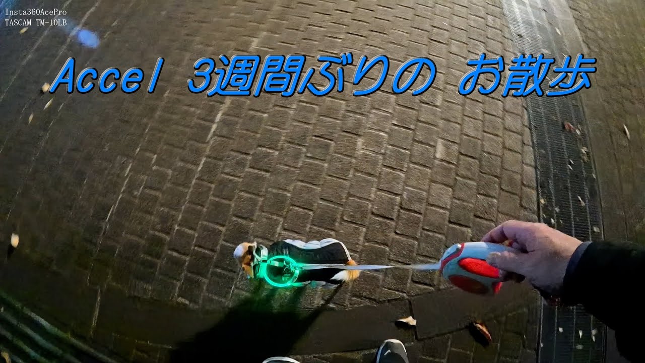 3週間ぶりに Accel散歩 「寒くなってきましたねぇ」 - YouTube