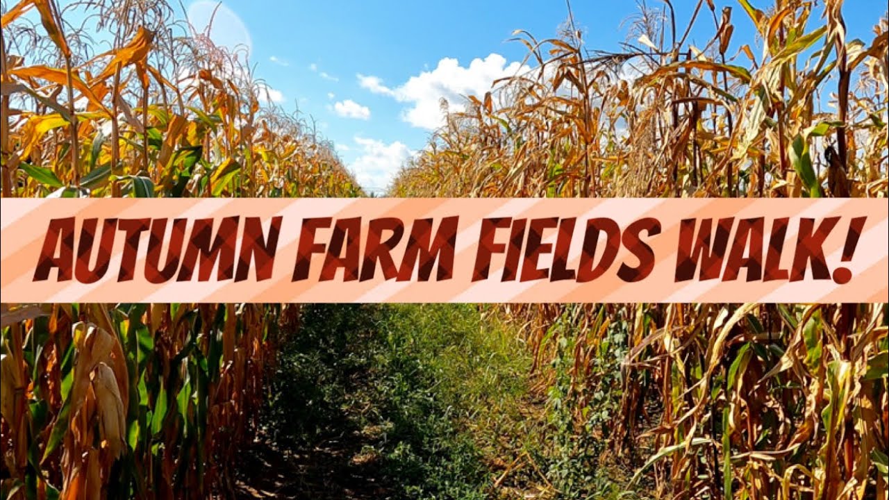 Autumn Farm Walk to Corn, Flower, Pumpkin & Apple Fields! Beautiful ...