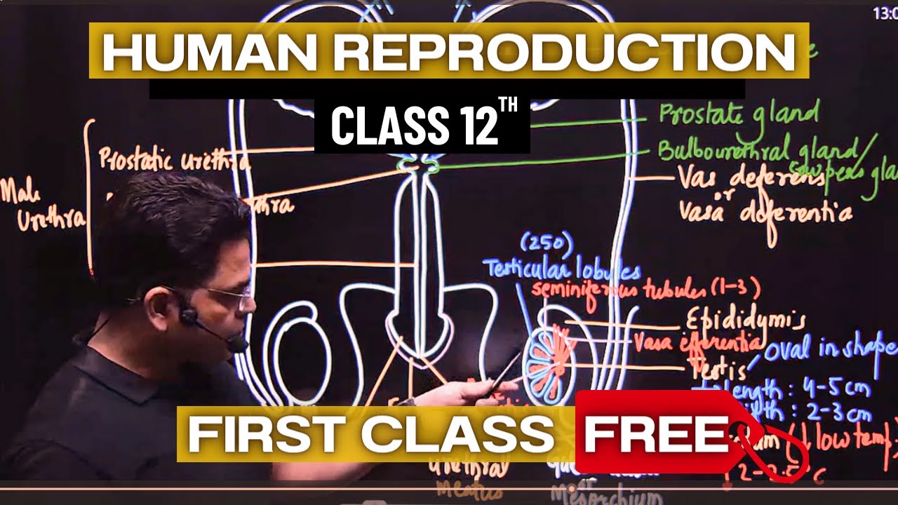 Male Reproductive system I Human Reproduction Lecture 1 I NEET 2025 ...
