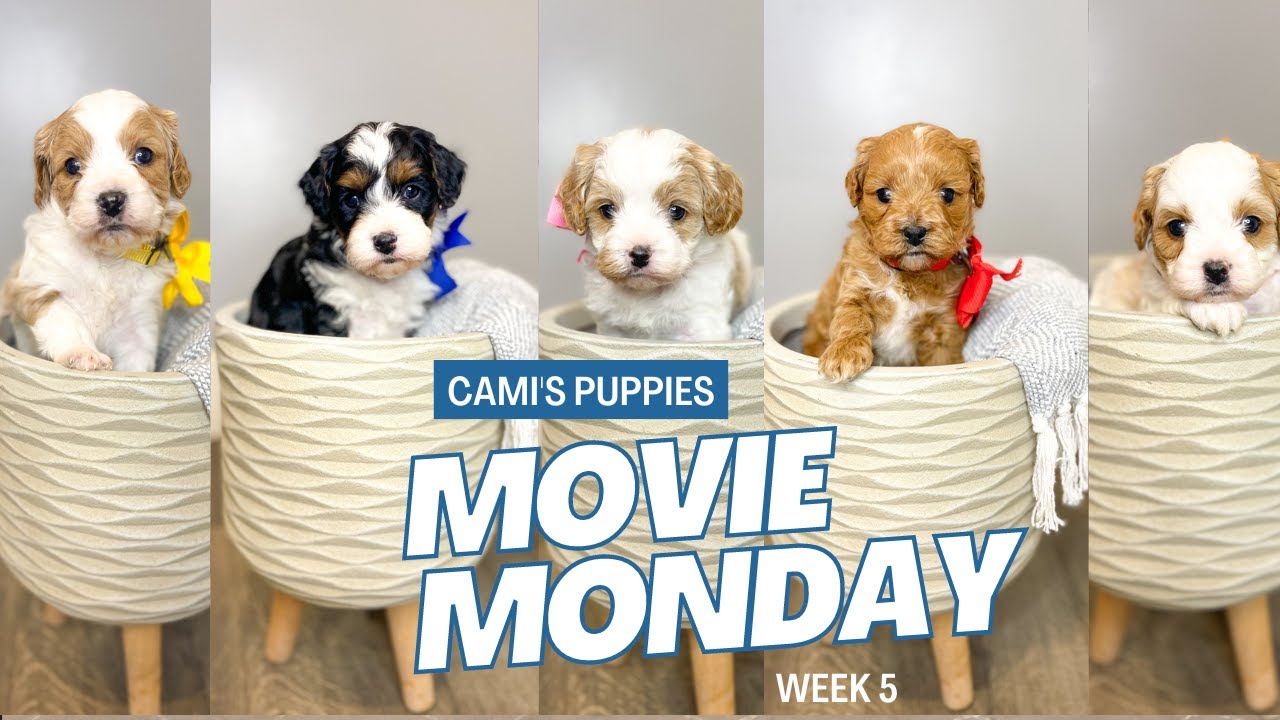 Cami's Cavapoos are 5 weeks old! - YouTube
