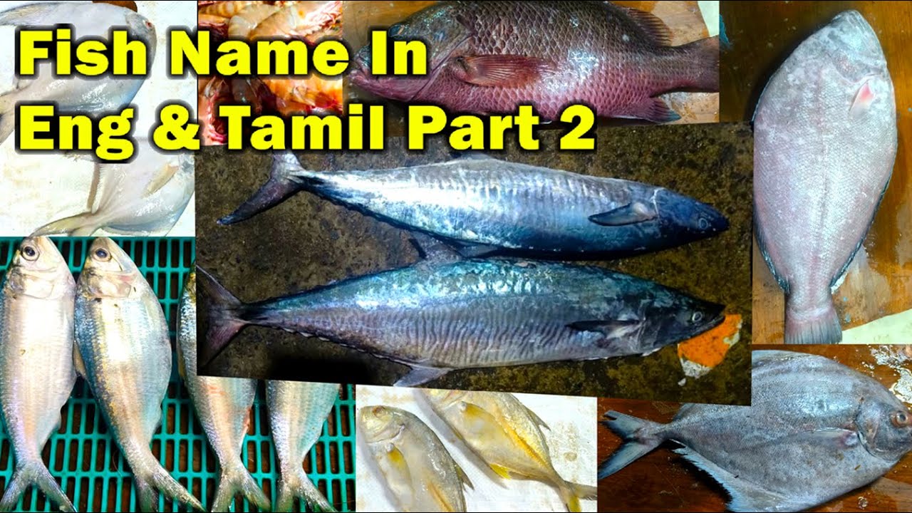 Fish Names in English &Tamil-Part 2/மீனின் பெயர் மற்றும் ருசி பற்றி ...