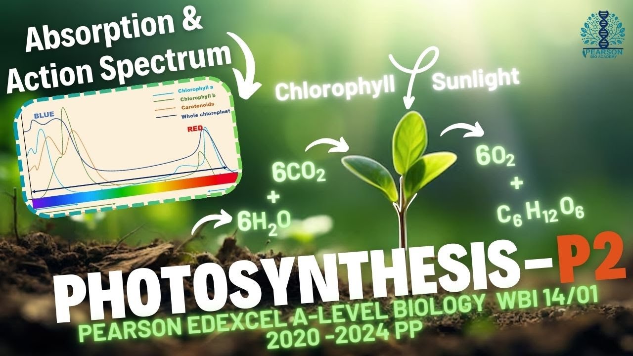 Photosynthesis Part 2 | Absorbtion & Action Spectrum | IAS Revision ...