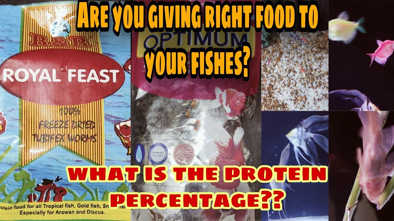 Aquarium fishes food.What are you feeding your fishes?? slow growth and ...