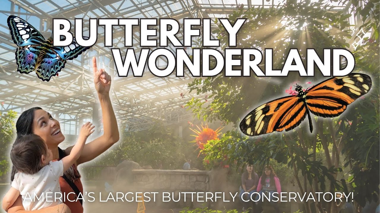 Visiting Butterfly Wonderland in Scottsdale Arizona | Family-Friendly ...