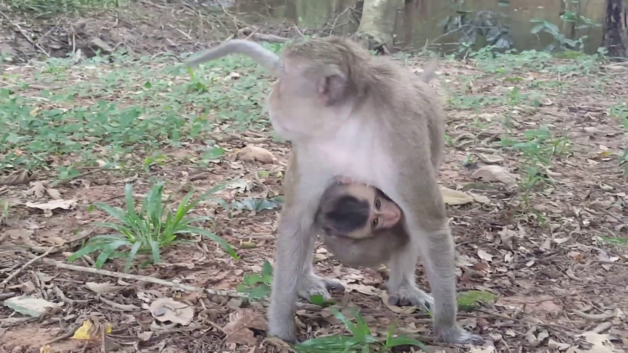 Pity Baby Monkey Wounds Part 1| Real life daily - YouTube