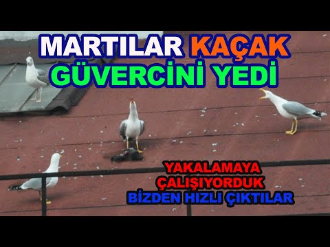 KAÇAK GÜVERCİNİ ELİMİZDEN MARTI KAPTI