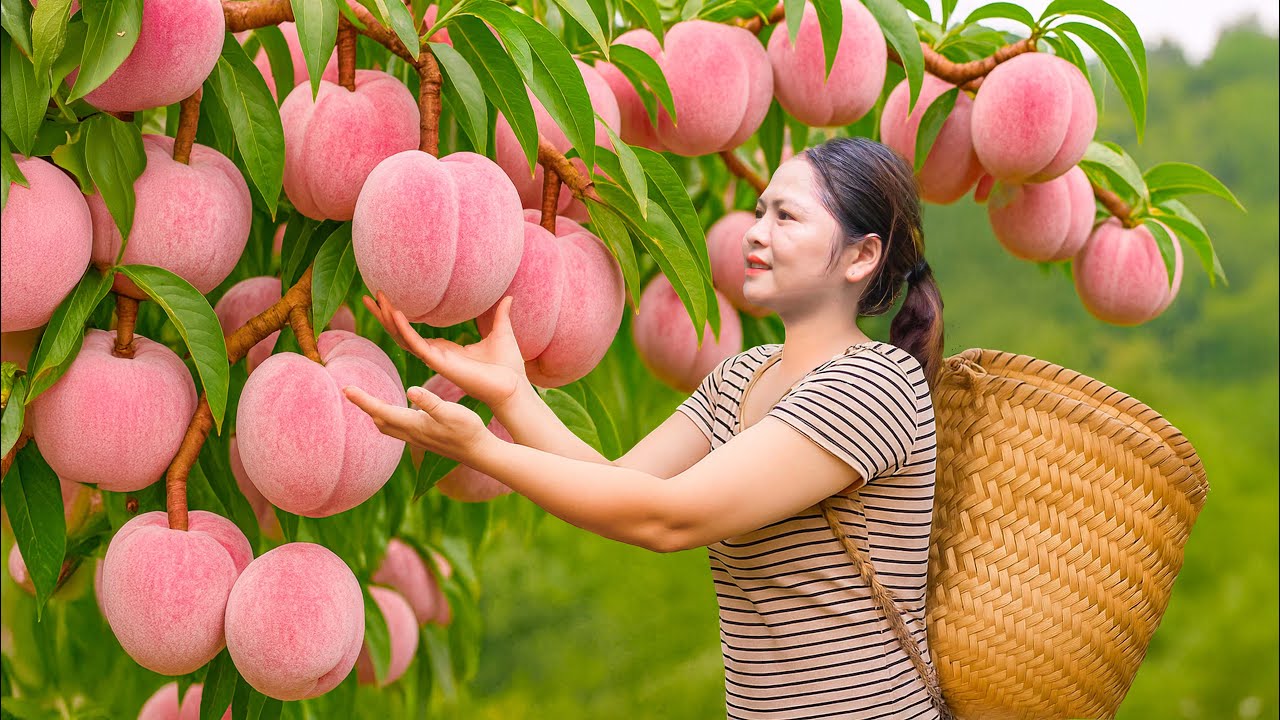 Harvesting Rare Wild Peaches | Ancient Peach Jam Recipe That Shocked ...