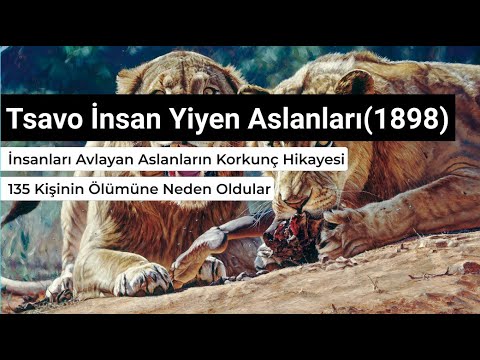 1898 Tsavo İnsan Yiyenler: İnsanları Avlayan Aslanların Korkunç Hikayesi #doğakeşifleri #tsavo #lion