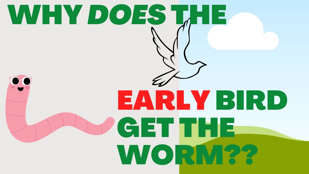Why Does the Early Bird Get the Worm? - YouTube