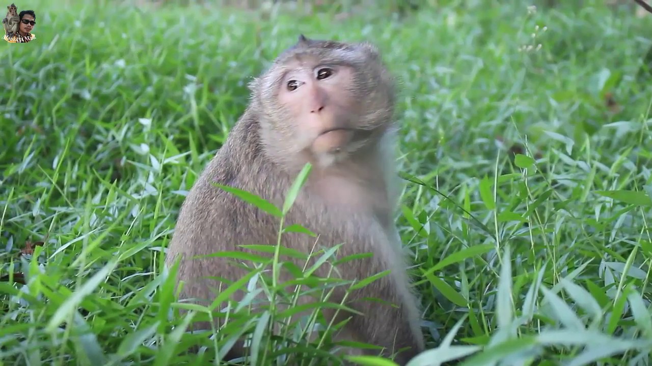 Starving Monkeys Eating Grass Like Cow Daily Monkeys Man #380 - YouTube