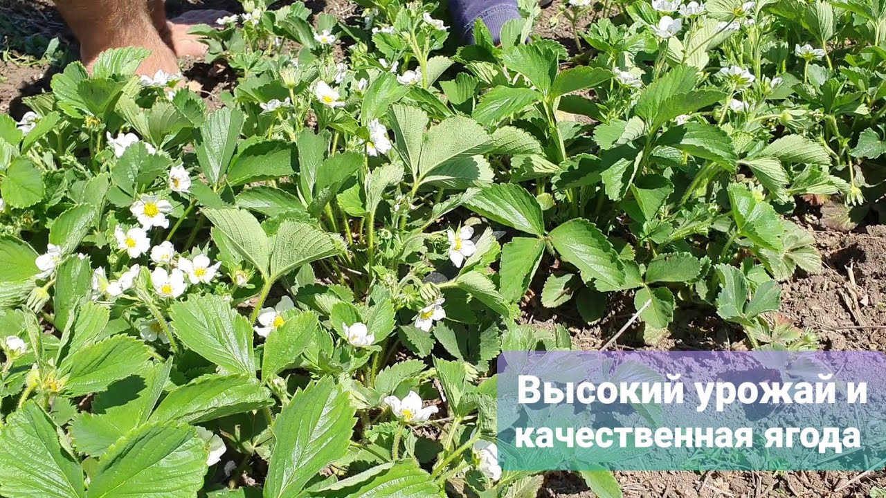 Преимущества позднего сорта клубники. Урожайный сорт Аргентера. Брилла ...
