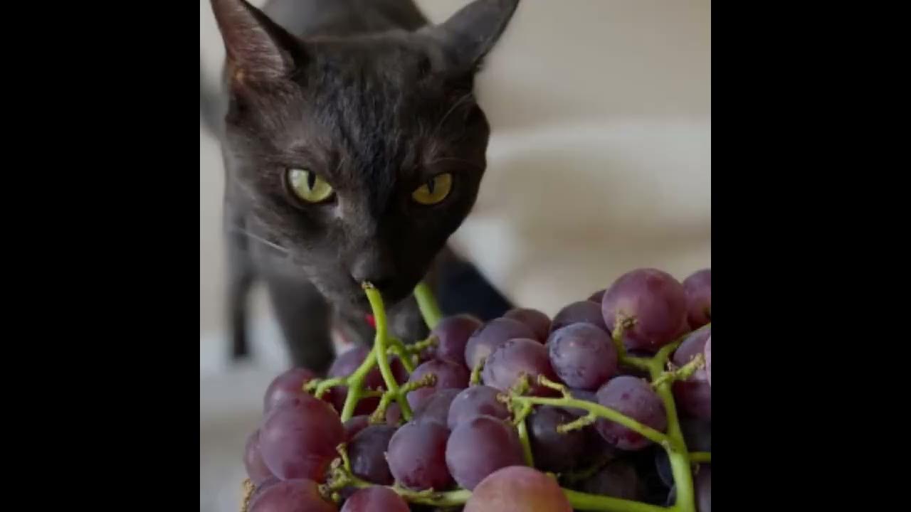 Enge Kat Verhalen - Drolvreter Maurice en de Holdruiven - YouTube