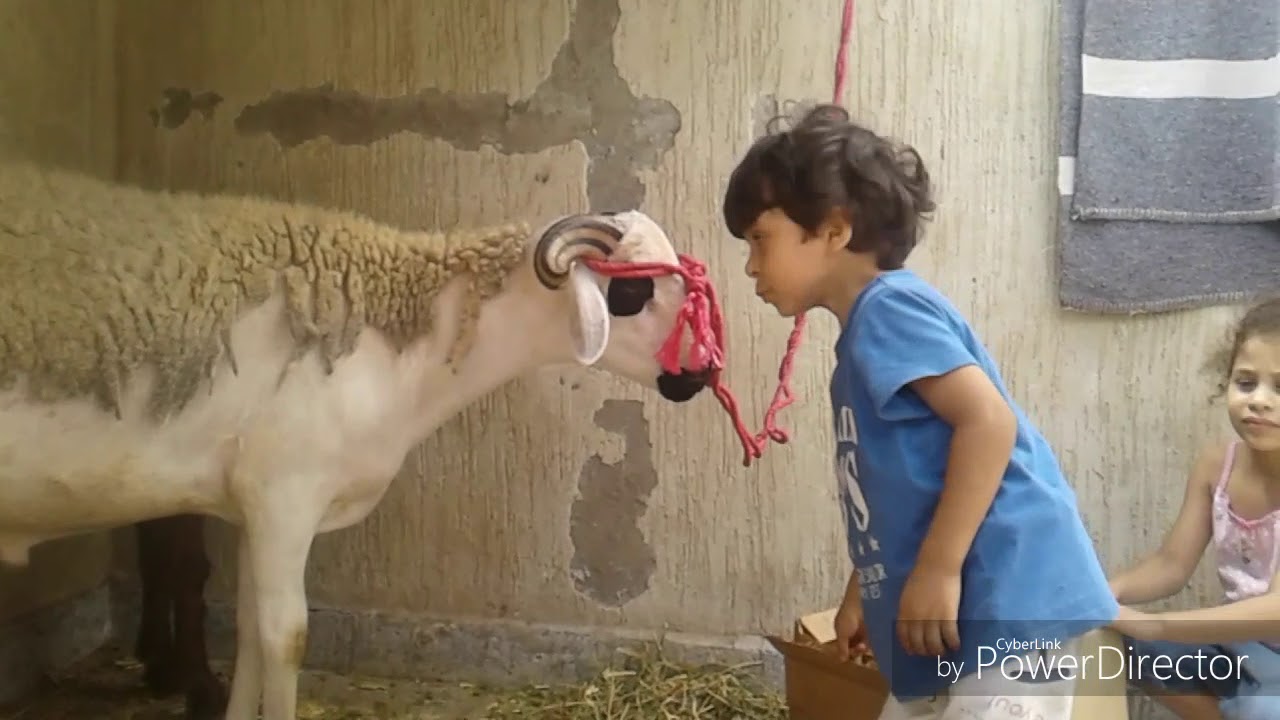 Kissing sheep - YouTube