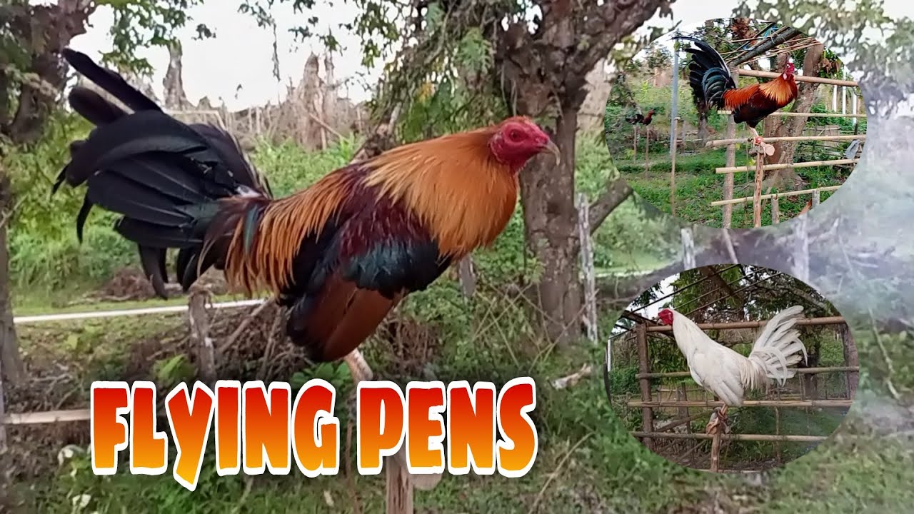 BACKYARD FLYING PENS - YouTube