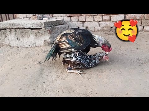 Aseel Breeding Pair Rooster and Aseel hen || How do Asil Chickens Mate😘 ...