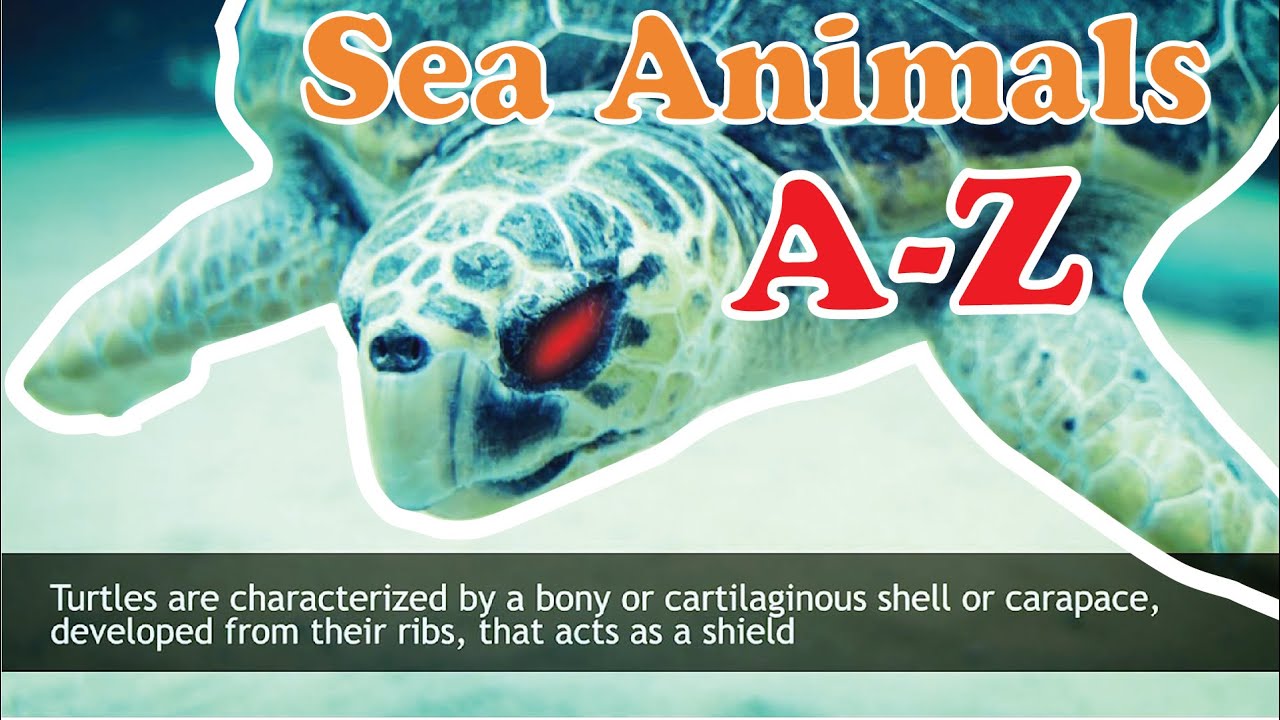Alphabet animals | Learn Sea Animals Names | Educational Fish and ...