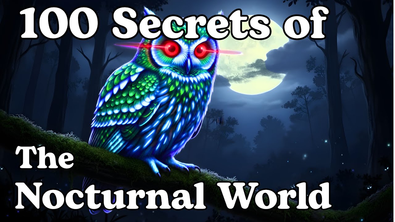 100 Most Relaxing Facts About Nocturnal Creatures | Fall Asleep to ...