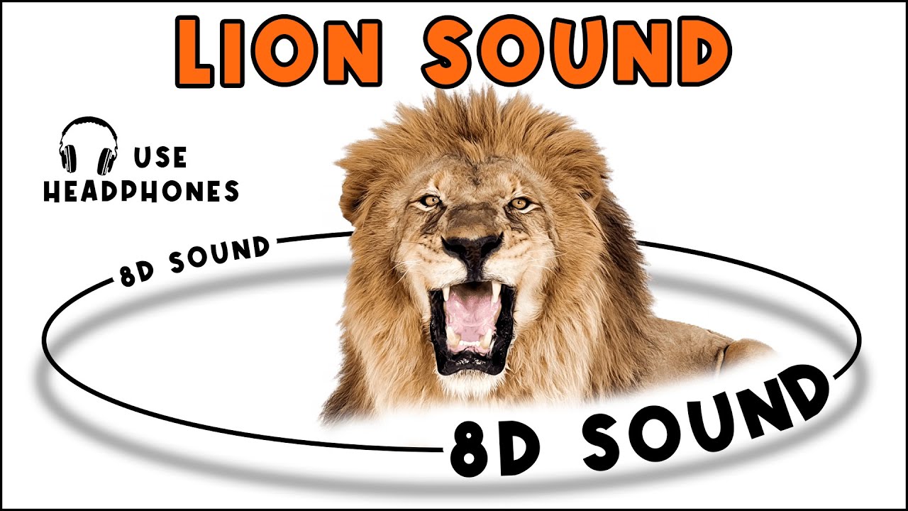 LION SOUND - LION SOUND EFFECT - NOISE OF LION - animal sound - YouTube