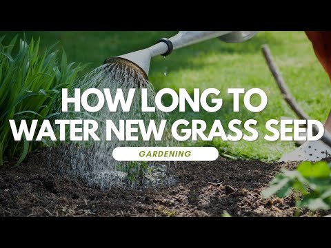 How Long To Water New Grass Seed